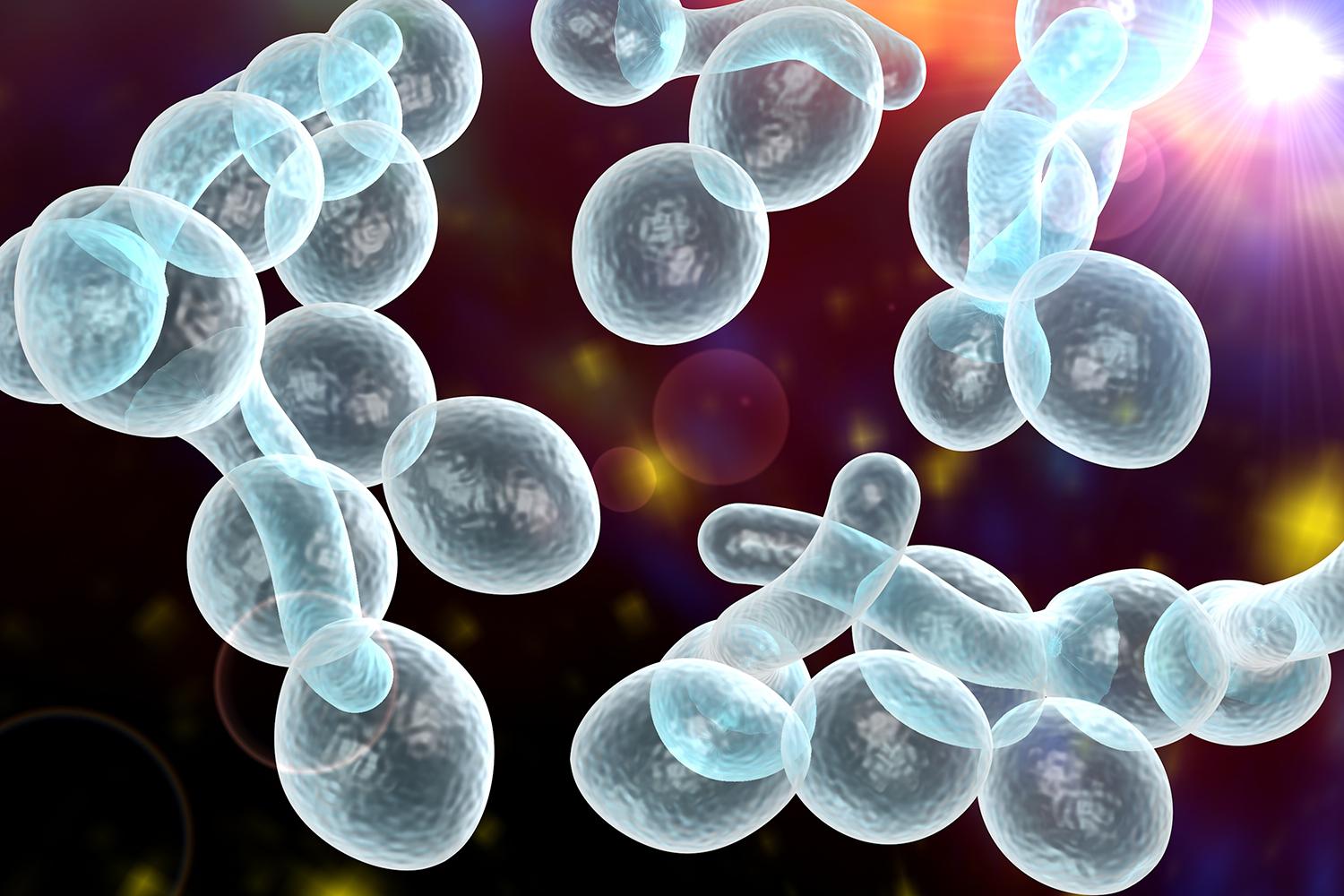 Candida Yeast, Cravings, and Autoimmune Disease | Everything Natural ...